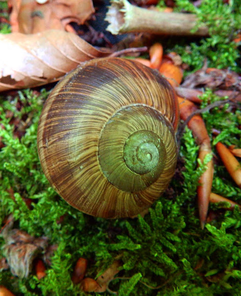 Roman snail | Project Noah