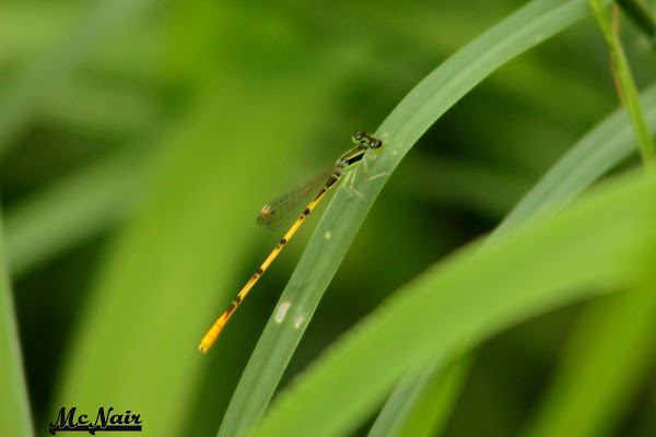 Citrine Forktail Dragonfly | Project Noah