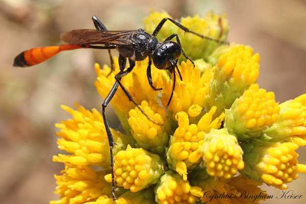 Thread-waisted Wasp | Project Noah