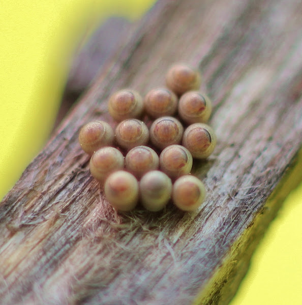 Stink Bug Eggs & Instars | Project Noah