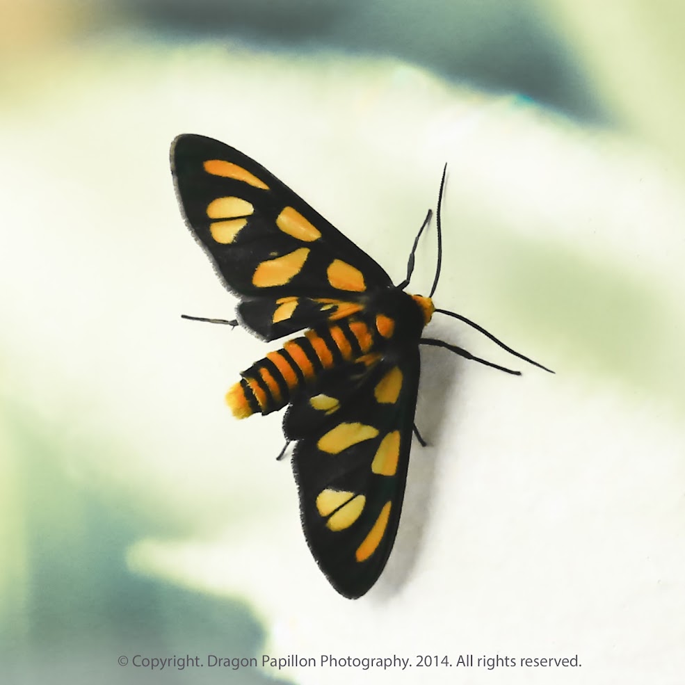 Orange Spotted Tiger Moth | Project Noah