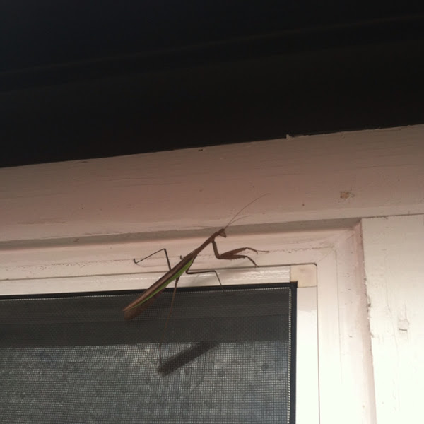 Chinese Mantid | Project Noah
