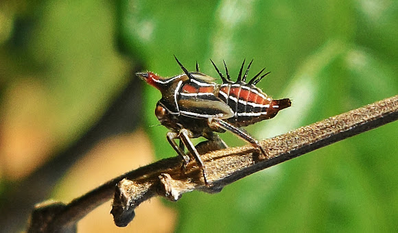 Treehopper nymphs | Project Noah