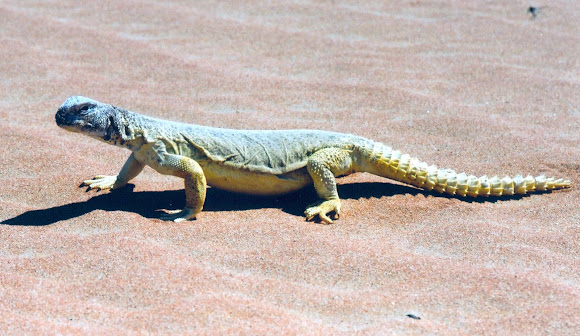 Spiny tail lizard ; Arabic- Dhub/Dhab | Project Noah