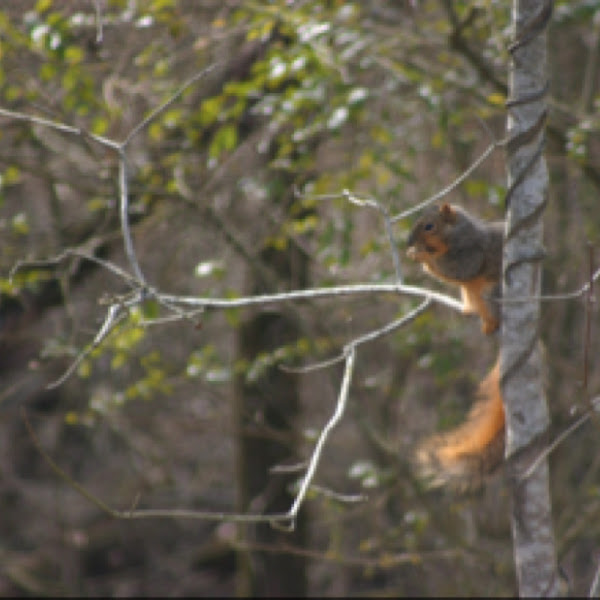 fox squirrel | Project Noah