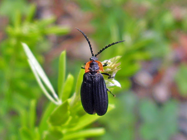 Net-winged beetle | Project Noah