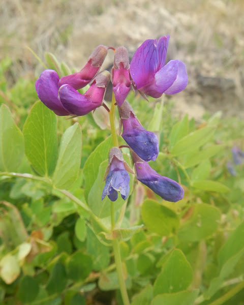 Beach Pea | Project Noah