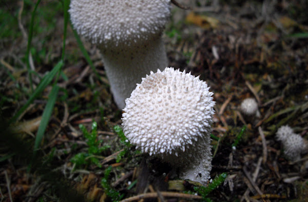 Gem-Studded Puffball | Project Noah
