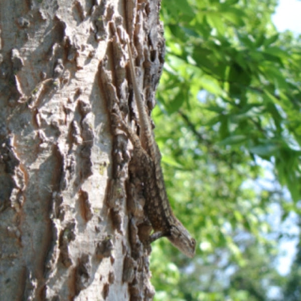 Texas Spiny Lizard | Project Noah