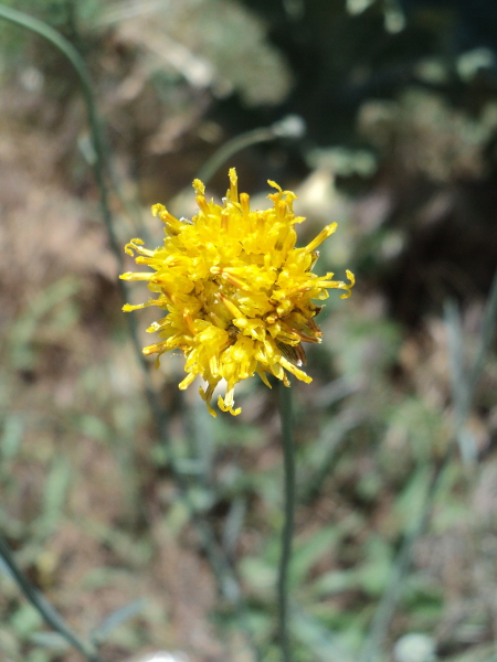 Hopi Tea Greenthread | Project Noah