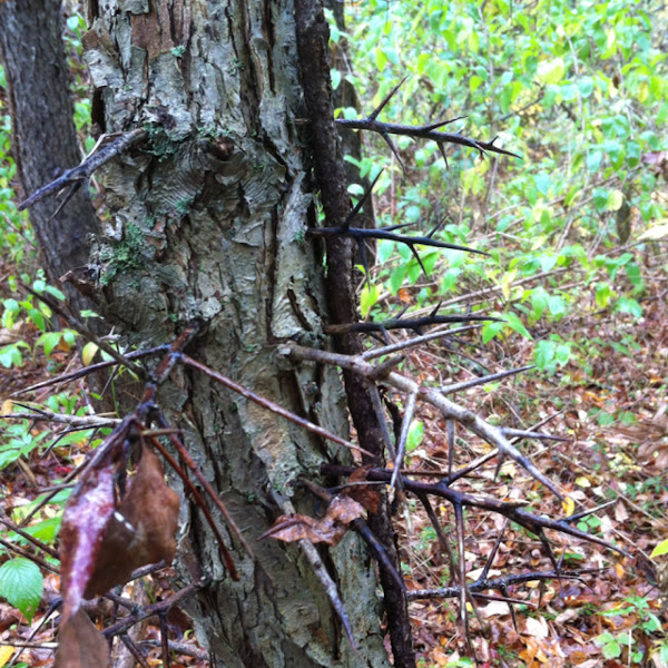 Honey locust | Project Noah