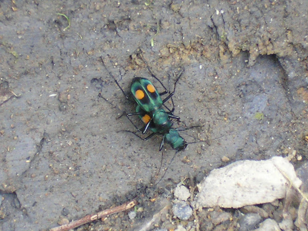 Insecto | Project Noah