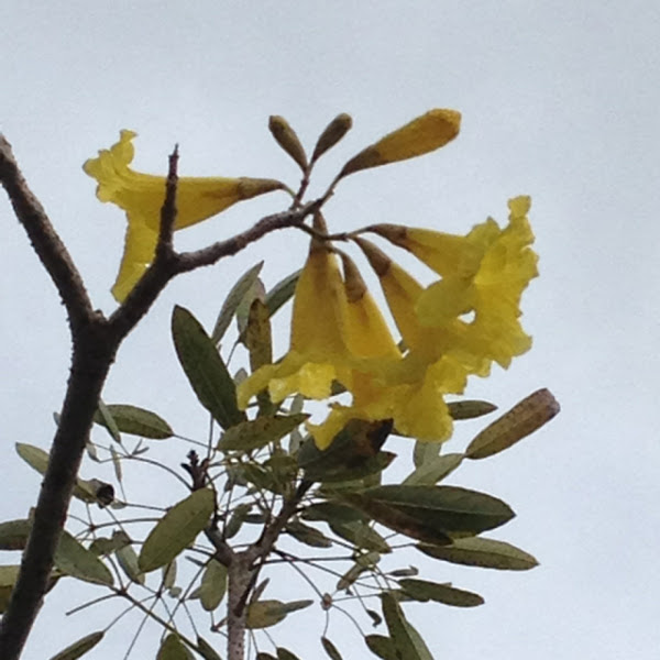 ROBLE AMARILLO | Project Noah