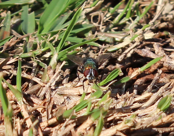 Australian sheep blowfly | Project Noah