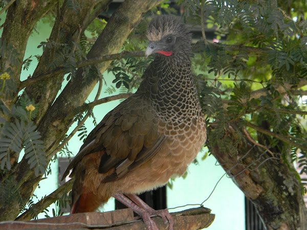 guacharaca - colombian chachalaca | Project Noah