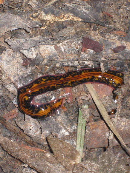 Land Planarian | Project Noah