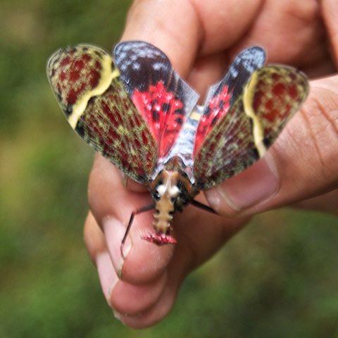 Ornate Lanternfly | Project Noah