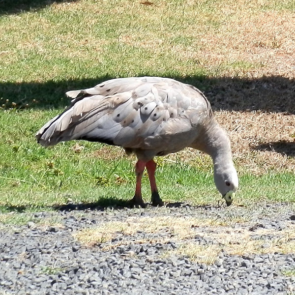 Cape Barren Goose | Project Noah