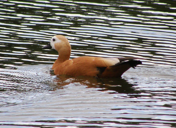 Ruddy Shelduck female | Project Noah