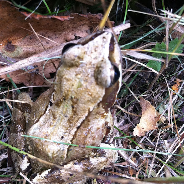 Common frog | Project Noah