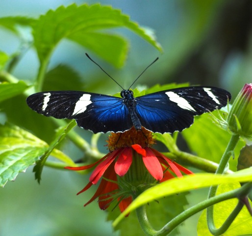 Sara Longwing | Project Noah