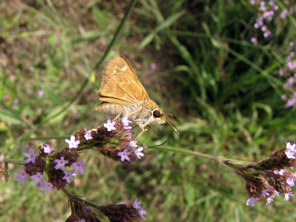 Sachem | Project Noah