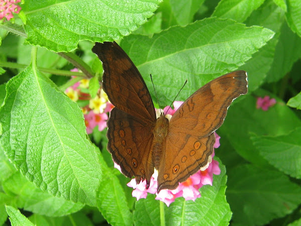 Brown Pansy | Project Noah