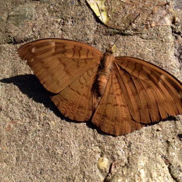 Common earl (female) | Project Noah