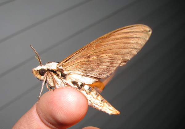 Fawn Sphinx | Project Noah