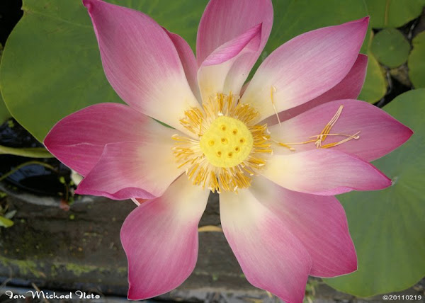 Pink Lotus Flower | Project Noah