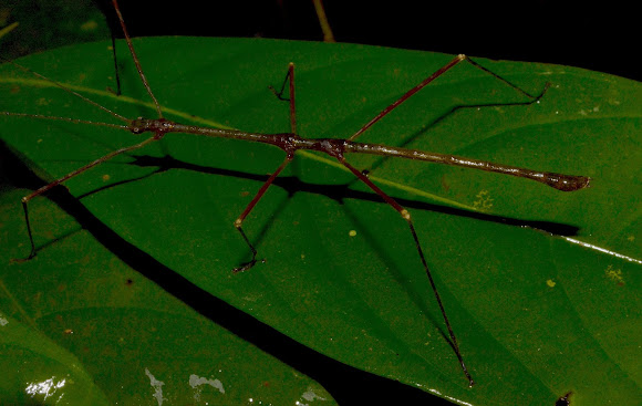 Stick Insect, Phasmid - Male | Project Noah