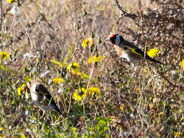 Goldfinch | Project Noah