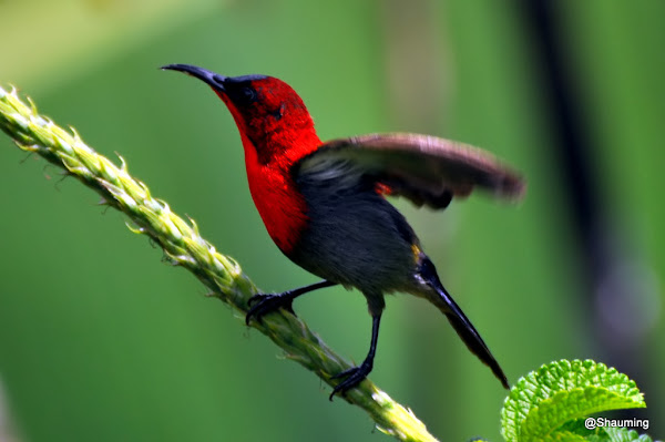 Sunbird | Project Noah