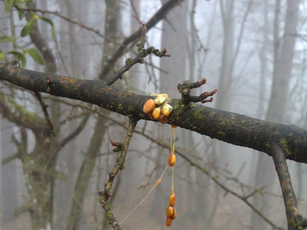 Mistletoe (Seeds) | Project Noah