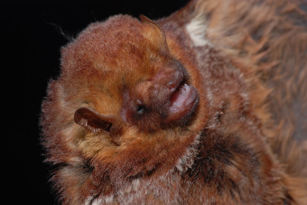 Seminole Bat | Project Noah