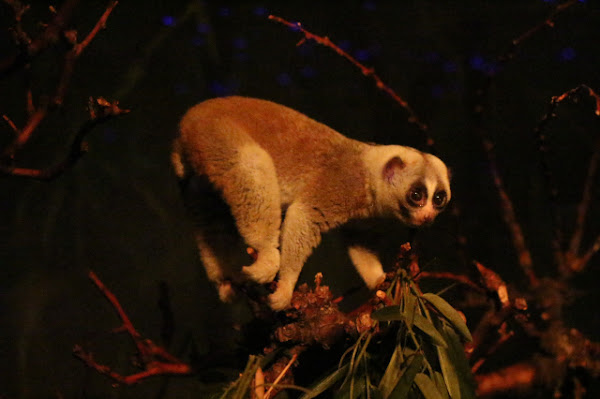 Greater Slow loris | Project Noah