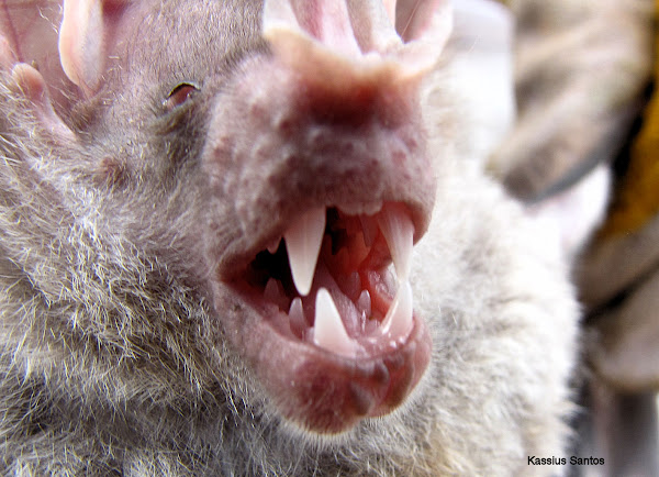 Big Eared Woolly Bat | Project Noah