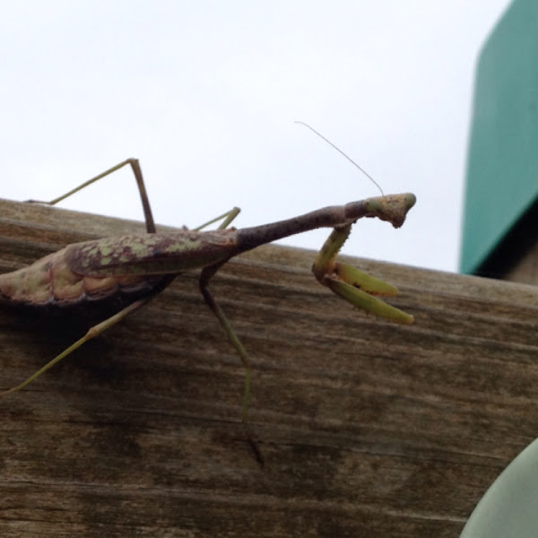 Carolina Mantis | Project Noah