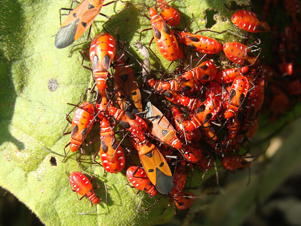 Red Cotton Bug, Red Cotton Stainer Bug | Project Noah