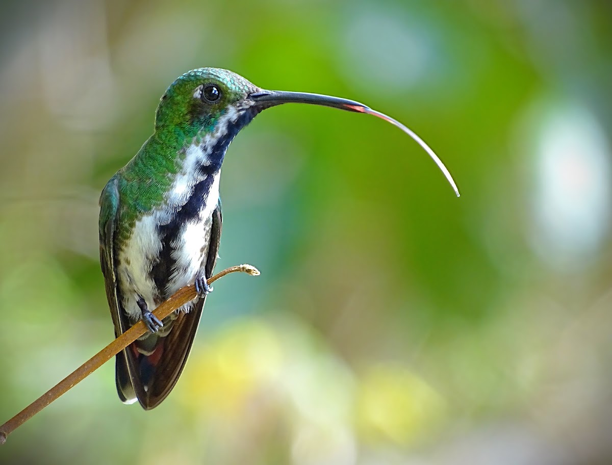 Black-throated Mango | Project Noah