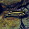 Six-lined Soapfish | Project Noah