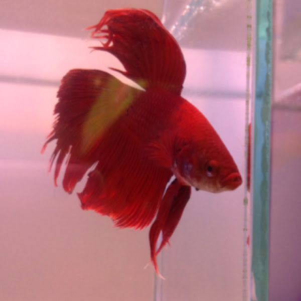 Peixe-betta (Siamese Fighting Fish) | Project Noah