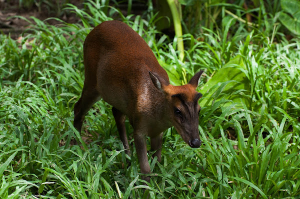 Bornean Yellow Muntjac | Project Noah