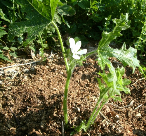 finger rot, 7 day itch | Project Noah