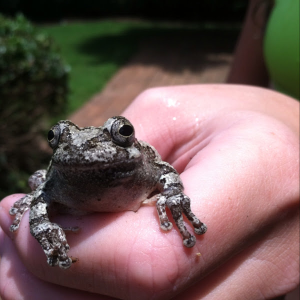 Cope's Gray Tree Frog | Project Noah