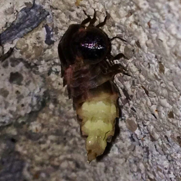 Lampyre ou ver luisant | Project Noah