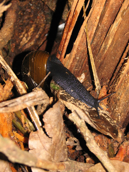 Kauri snail | Project Noah