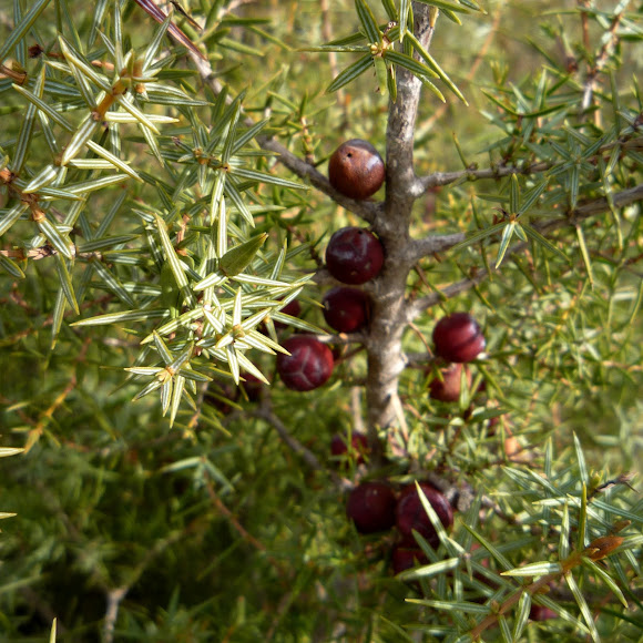 Enebro rojo | Project Noah