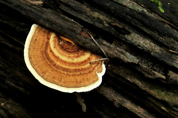 Grey Tooth Fungi | Project Noah