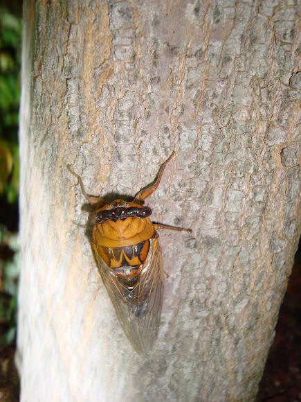 Walker's Cicada | Project Noah
